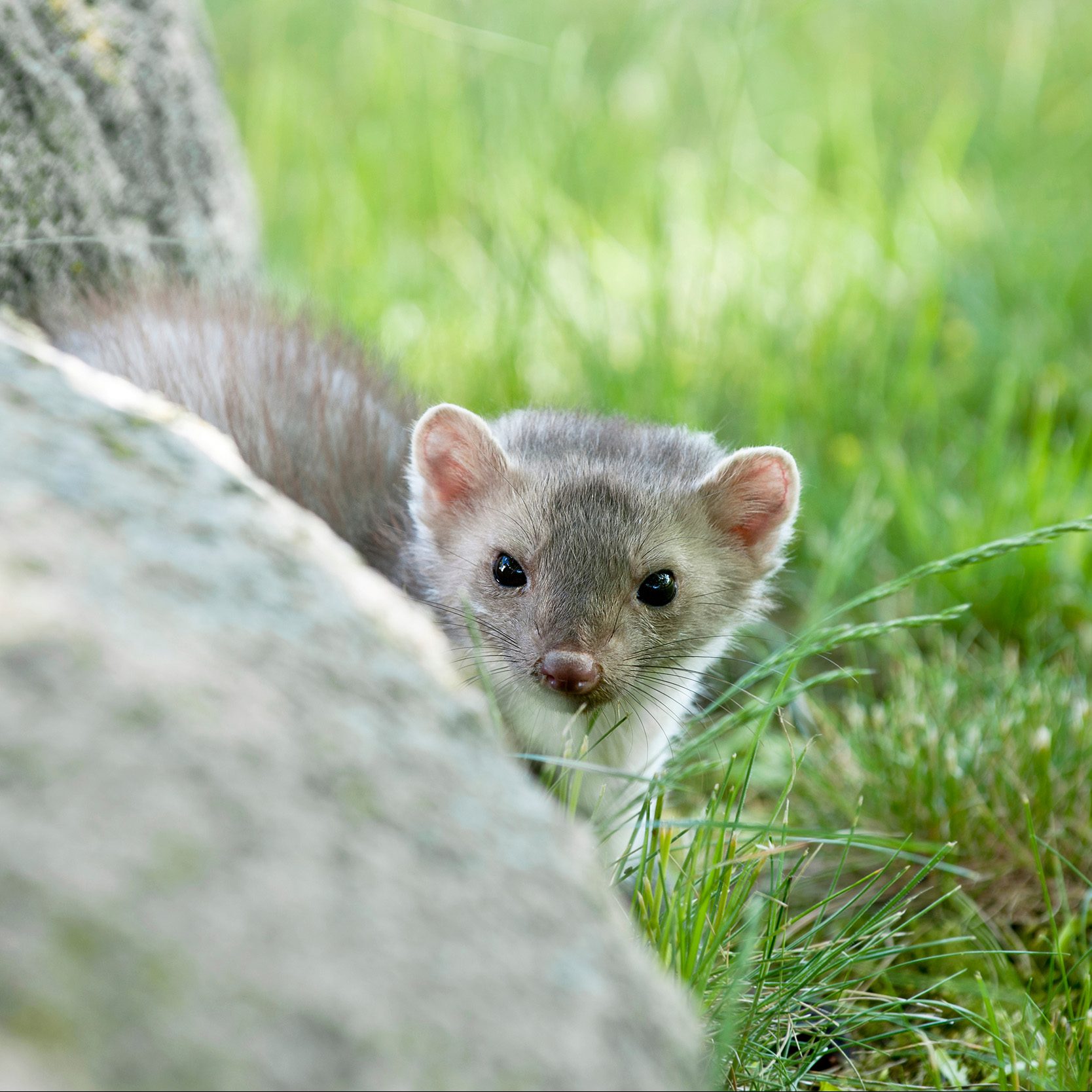 Vanish Mardervertreiber für Dachboden, Keller & Auto